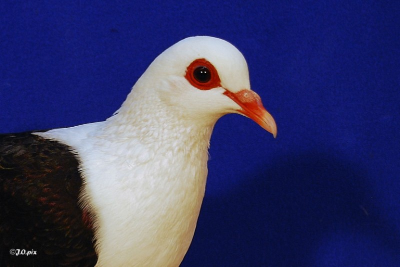 Franconian Velvet Shield | BD PIGEONS