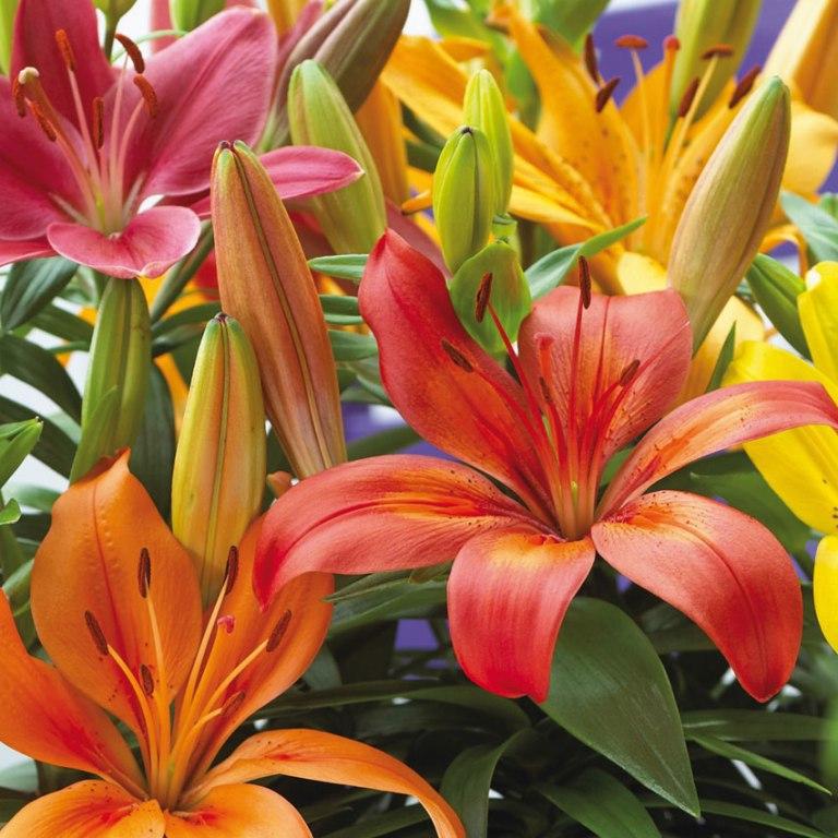 Flower Homes: Asiatic Lily Flowers