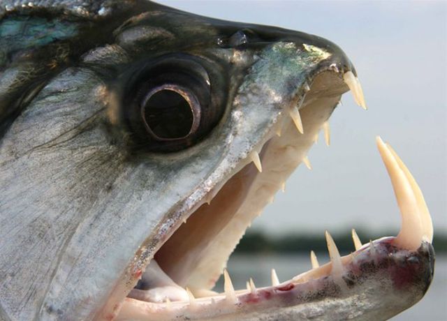Funny Picture: 10 Most Diabolical & Scariest Fish On Earth at River ...
