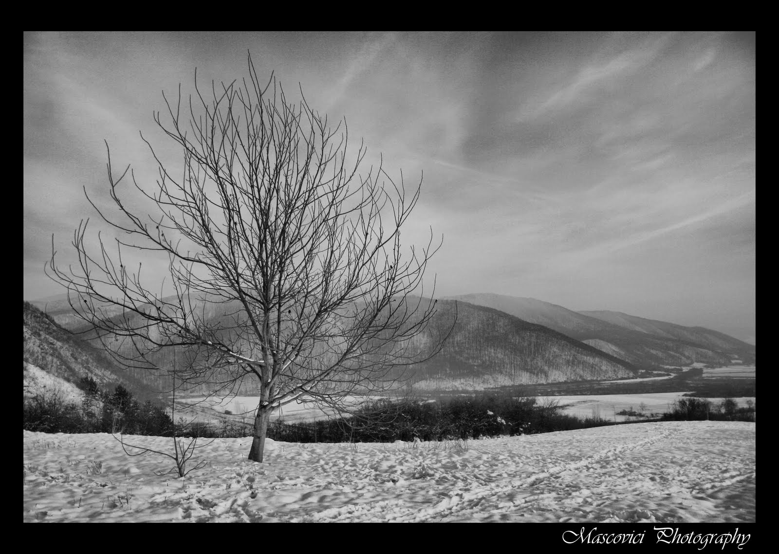 Mascovici Photography: Poze alb negru - Copaci
