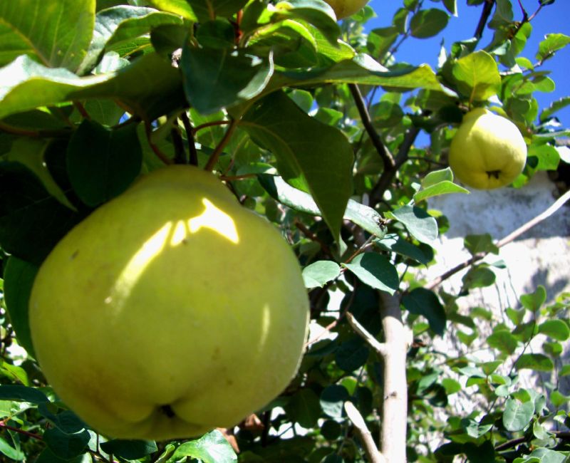Olá! Como estás?: O marmelo, a marmelada e o doce