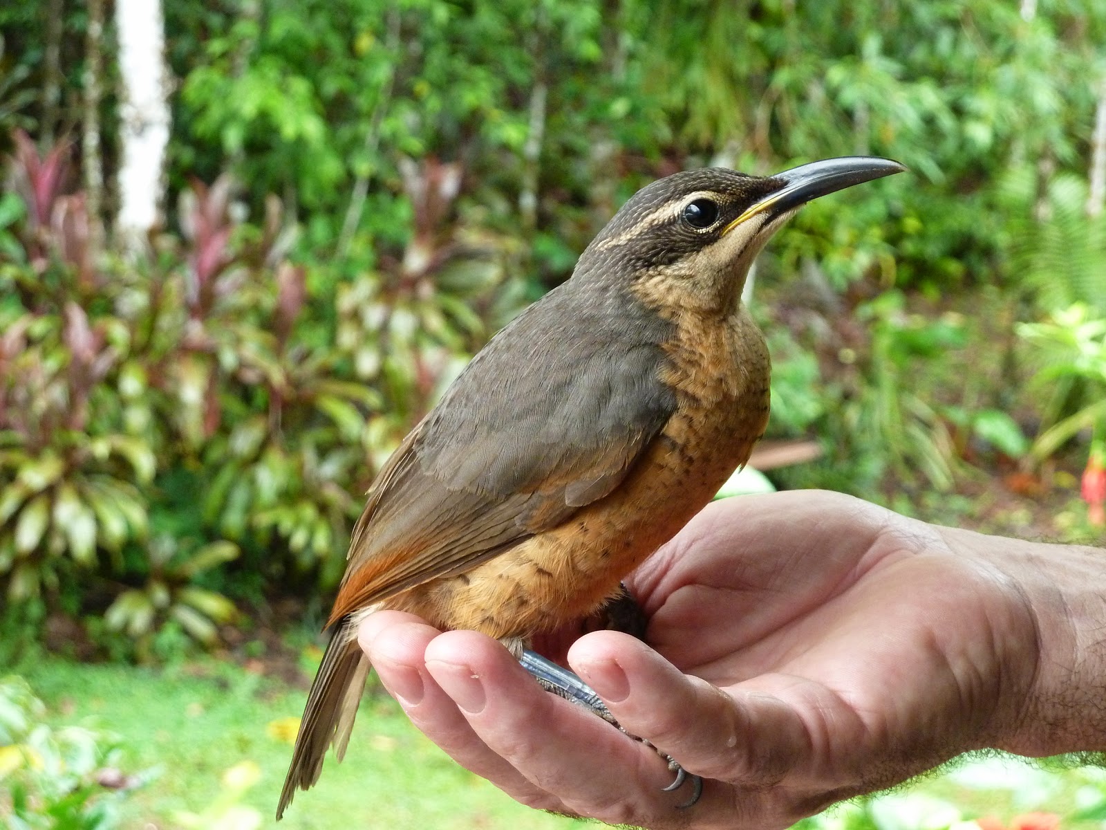 Red Mill House - Daintree Birdwatching