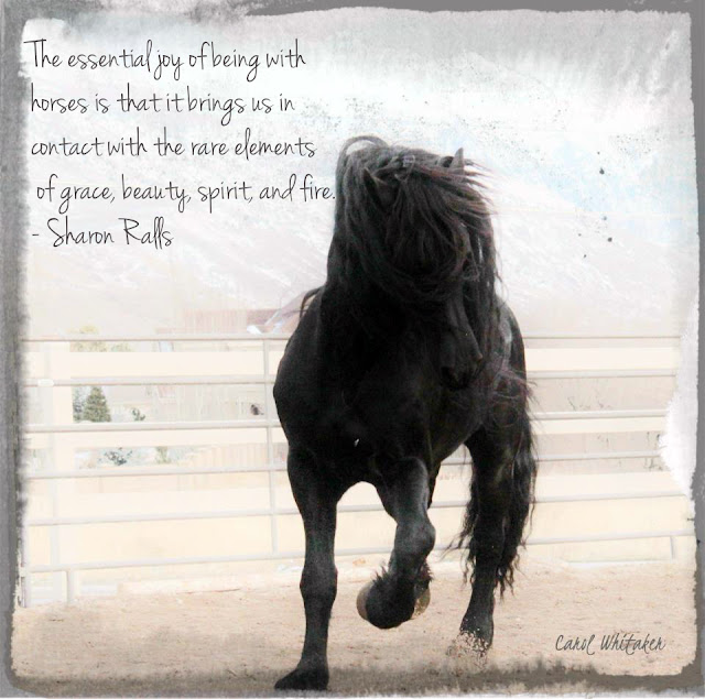 Royal Grove Stables Blog: INSPIRATIONAL HORSE QUOTES