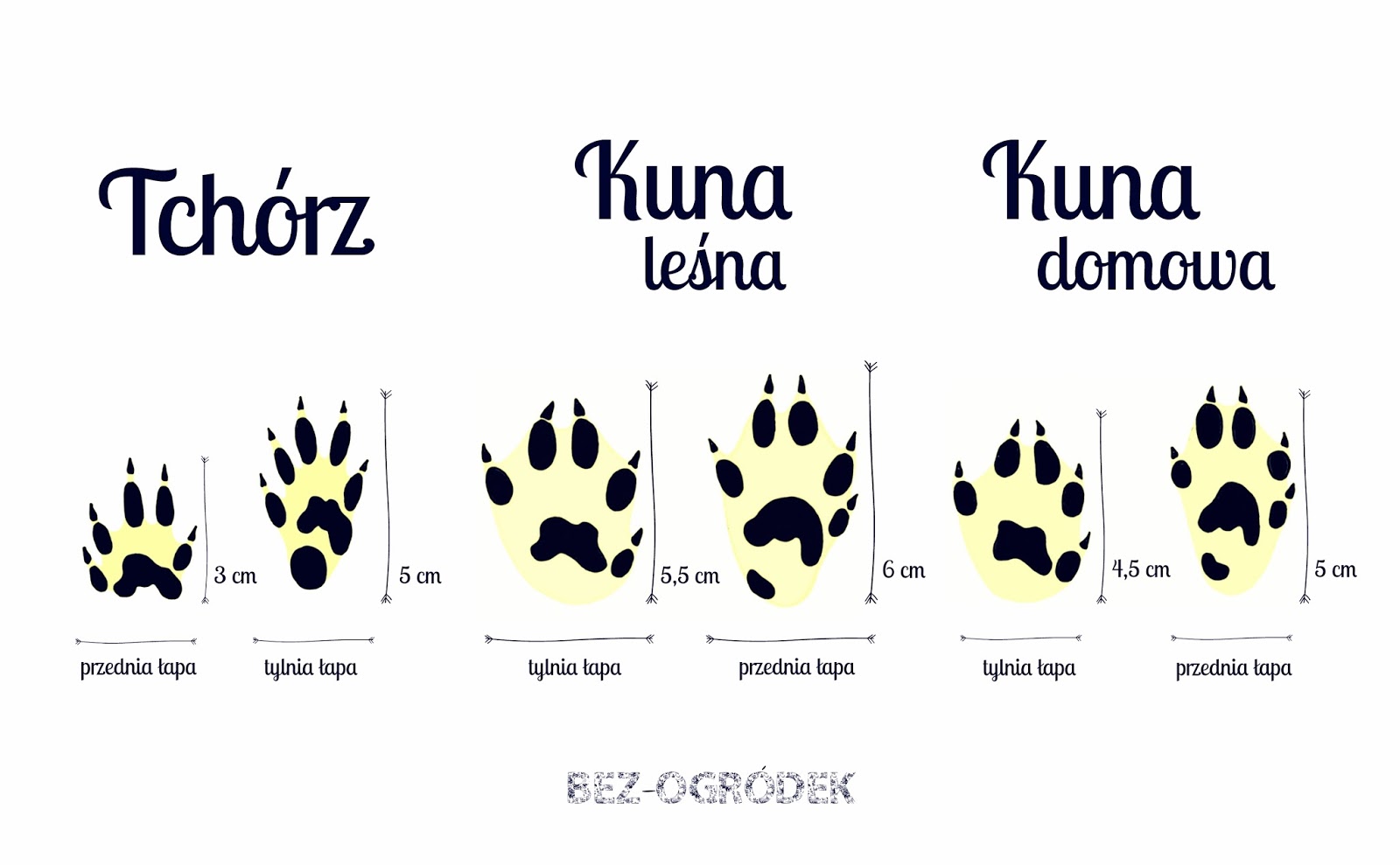 Ślady zwierząt. Kto odwiedza twój ogród? | BEZ OGRÓDEK | blog ogrodniczy