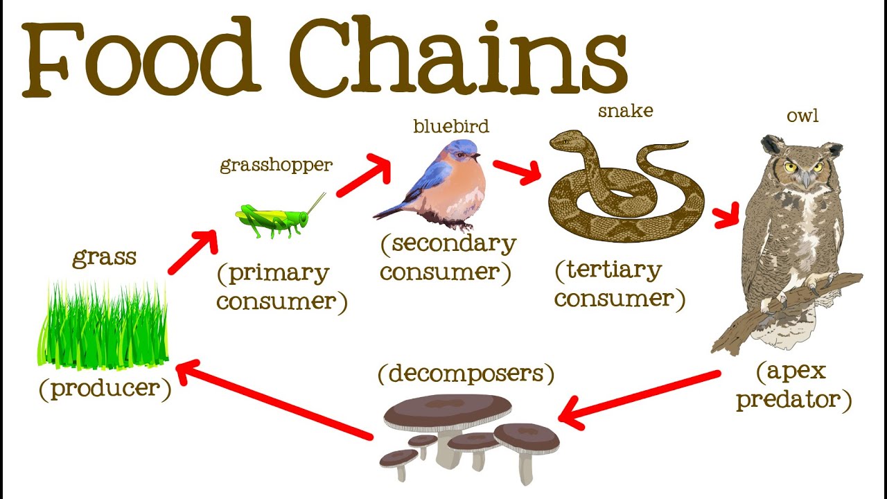 Teacher Ana: FOOD CHAINS (SCIENCE UNIT 6: THE BIOSPHERE)