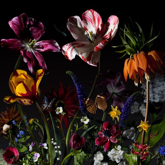 Haikje's blog: Photographer Bas Meeuws