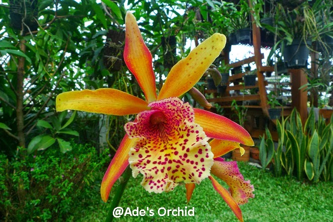 Ade's Orchid: Cattleya Myrmecatavola Frances Fox 'Sunspots'