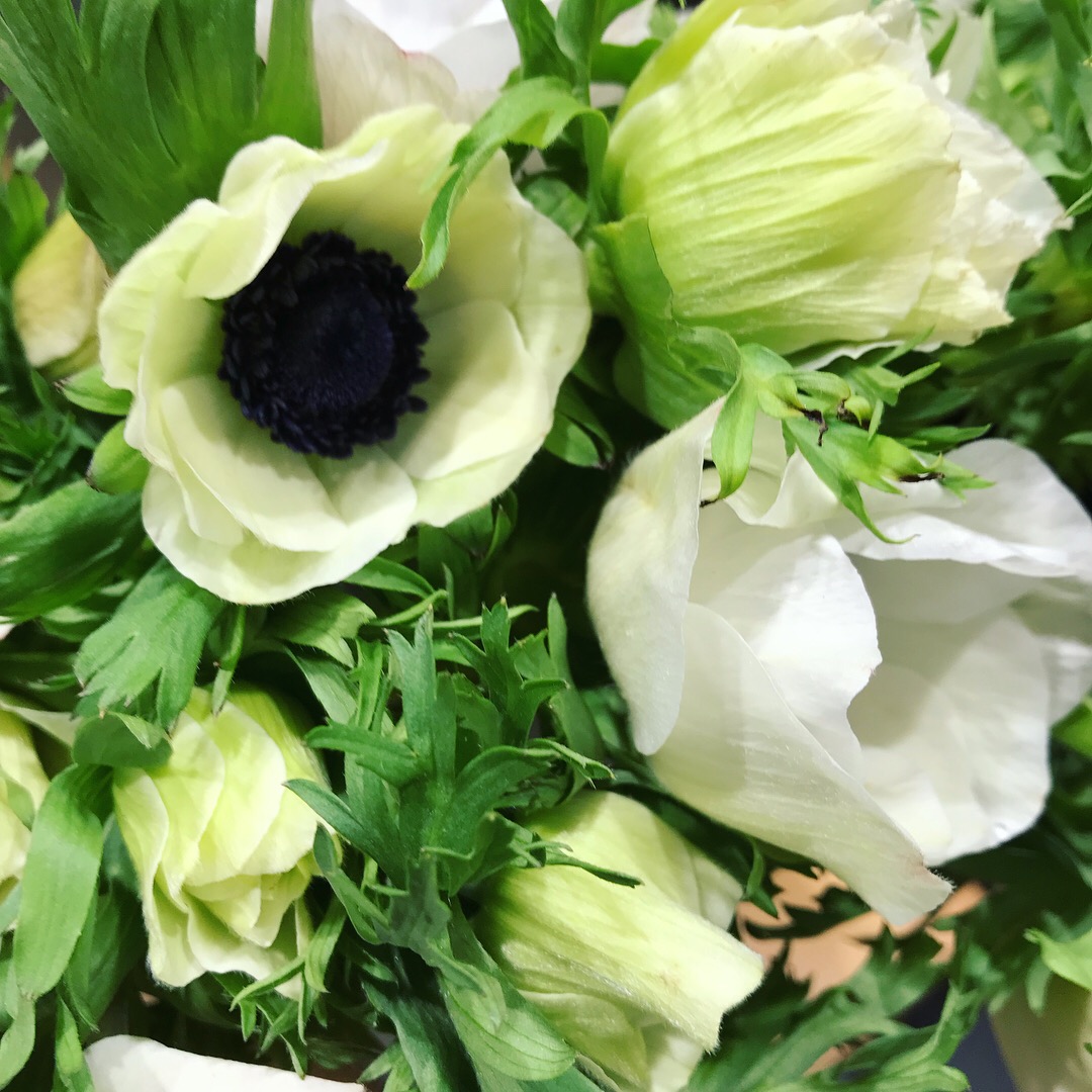 Fleuriste Isabelle Feuvrier: Les anémones du midi