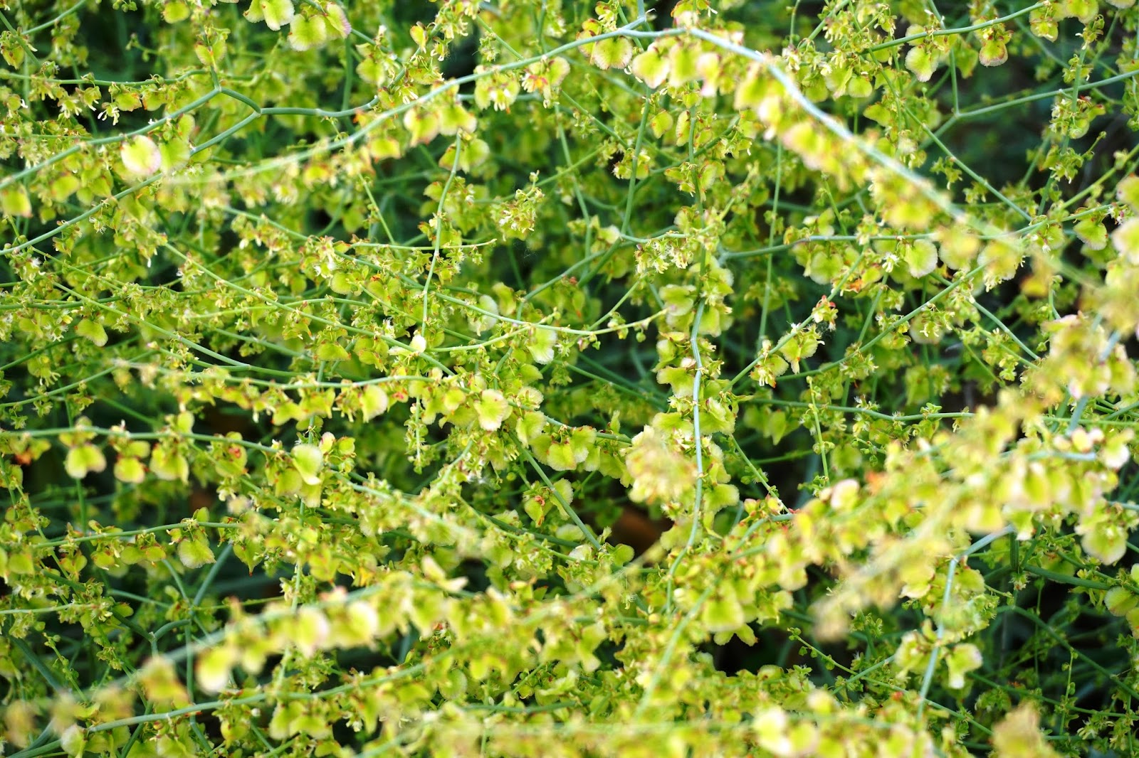 Plantas de Huerta Otea, Salamanca: Acedera redonda (Rumex induratus)