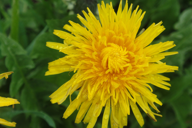 Blue Century Home: Flower Power Part 2