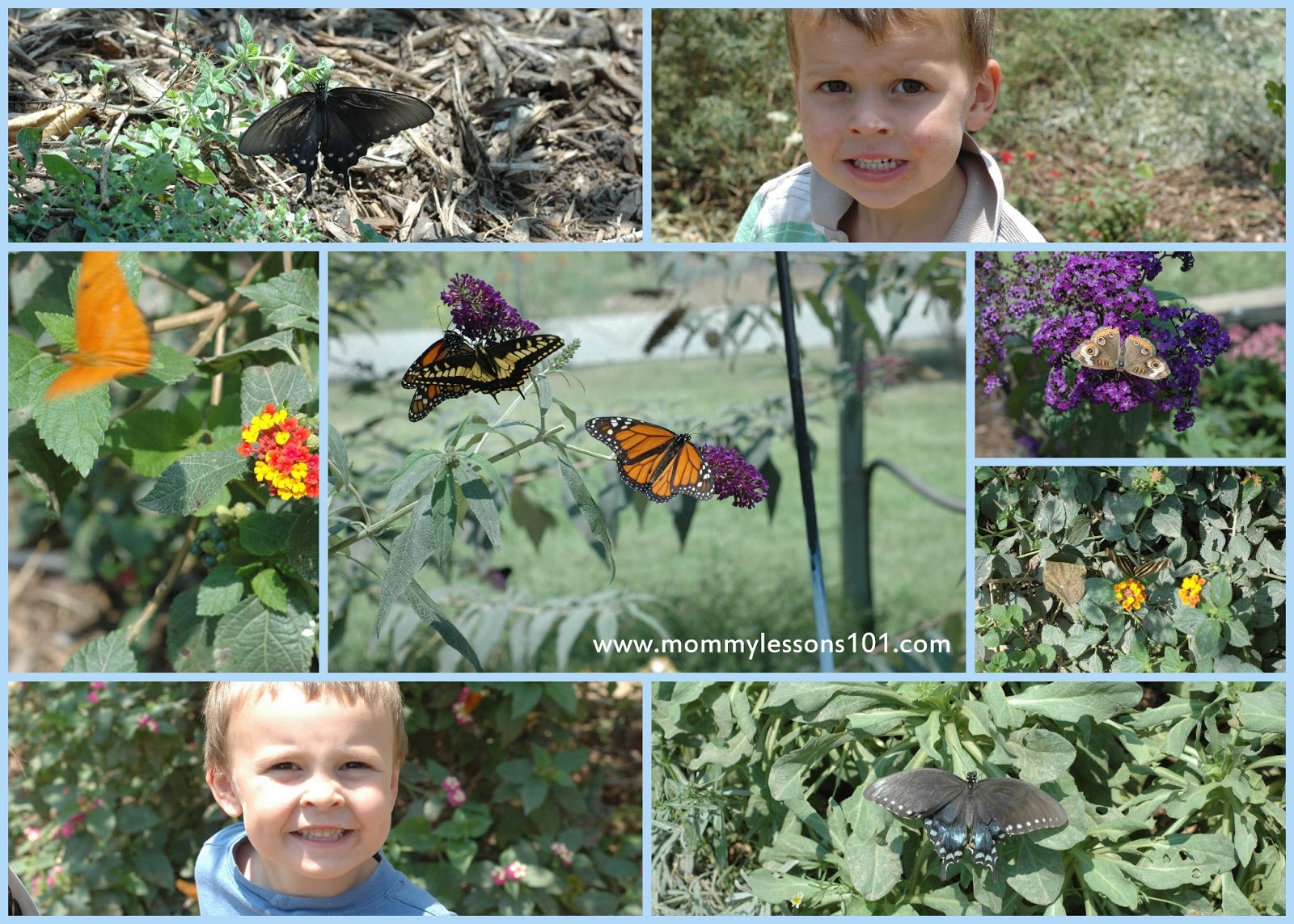 Mommy Lessons 101: B is for Butterfly Preschool Unit