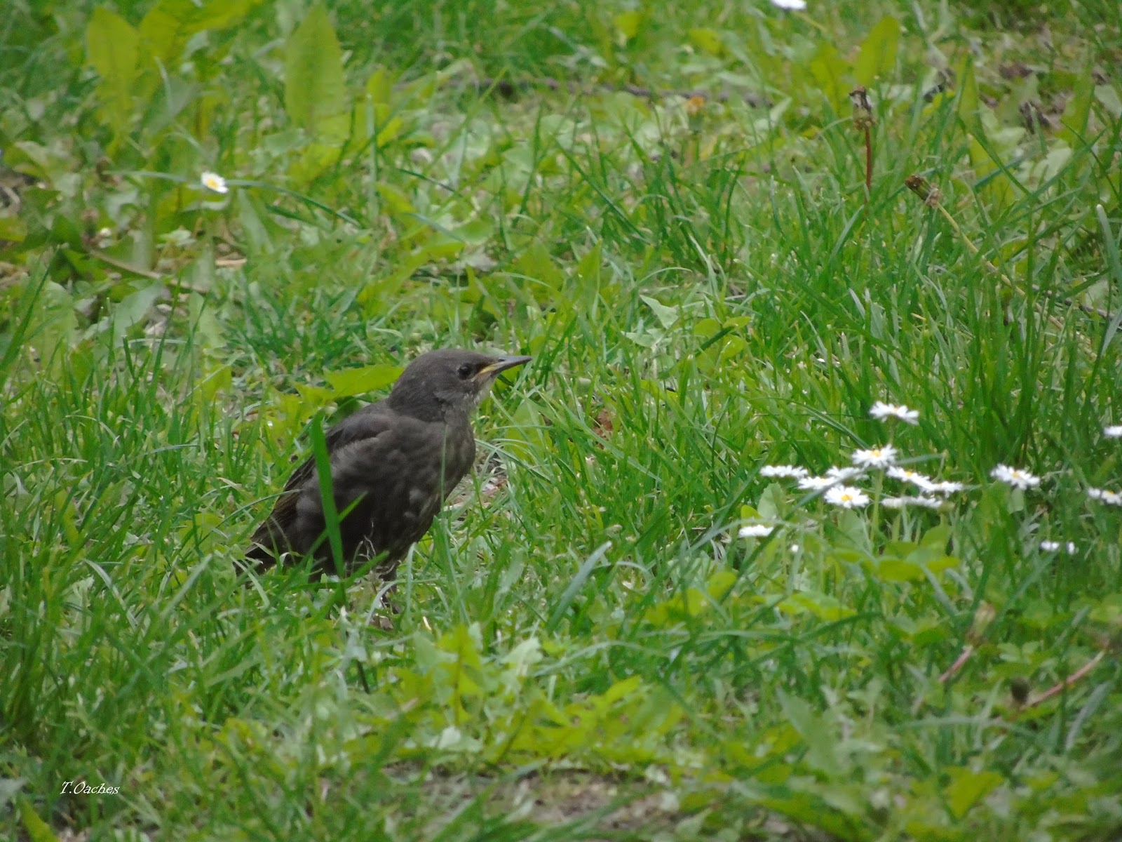 PASARI DIN ROMANIA: GRAUR (2), JUVENILI, Sturnus vulgaris