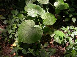 Candomblé en Paraguay : EWÉ IYÁ / CAPEBA / YAGUARUNDI