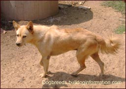 CAIERE CHASE: Atlas of Hunting Dog Breeds of the world,part 1(celtic ...