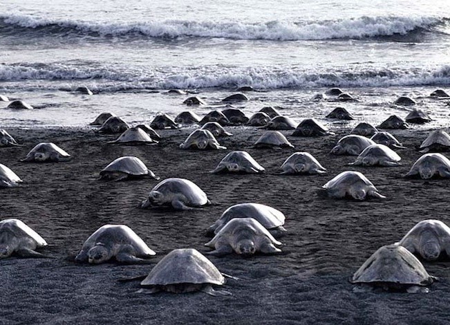 The Flying Tortoise: The Flying Tortoise's Cousins, The Ridley Sea ...