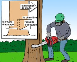 Groupe MirageBecScie: Arbre coupe