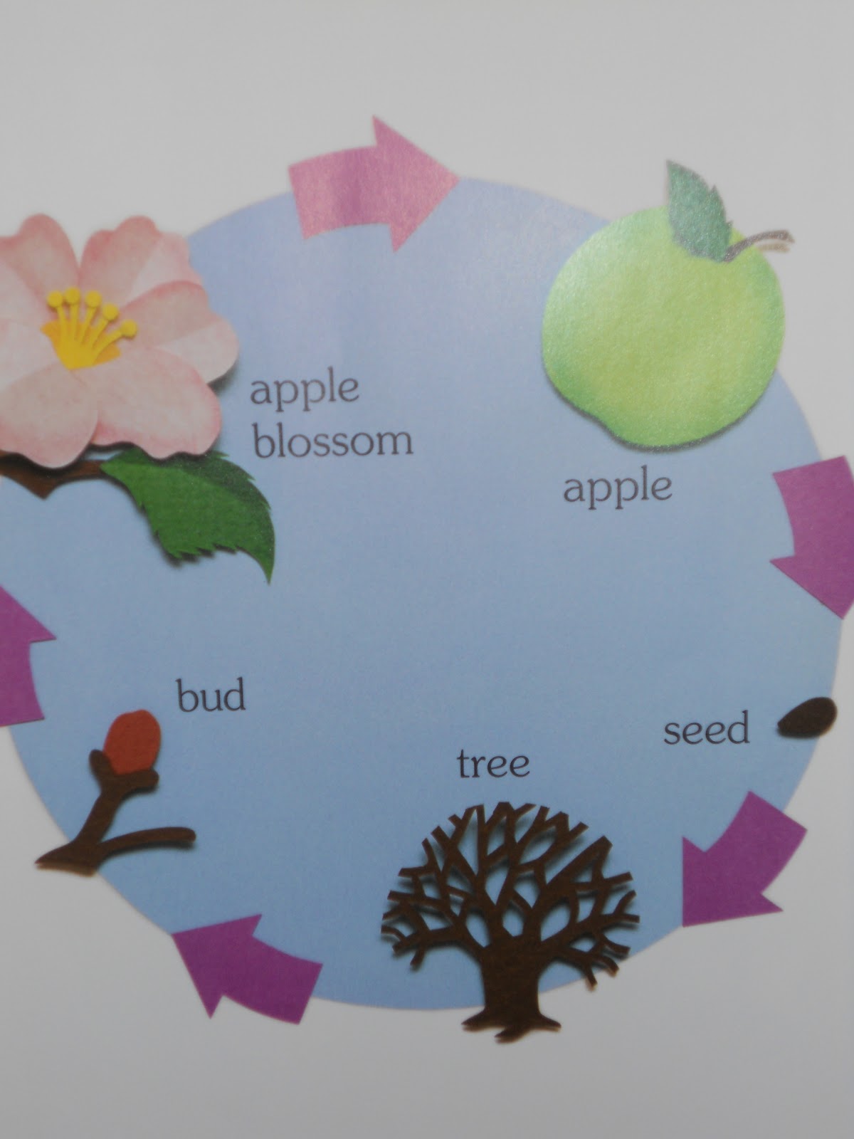 Mrs. Kimbrell's Kindergarten: Apples, Apples, Everywhere!