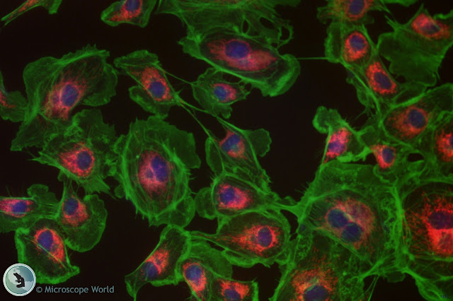 Microscope World Blog: Fluorescence Microscopy