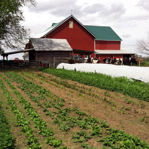 Juice for your body: Three Farm Summer: Hawkins Family Farm