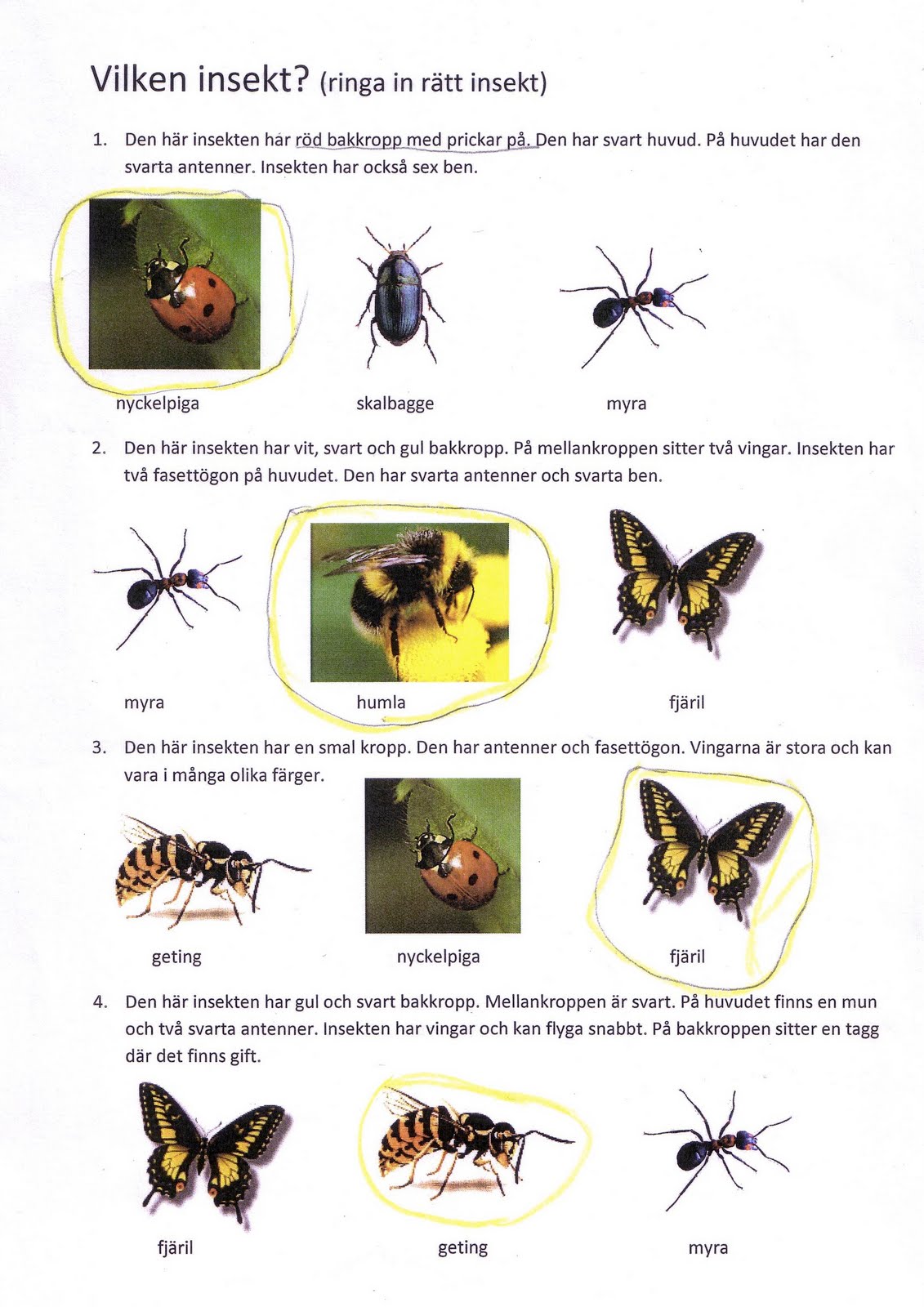 IK 4-6: Beskriva fjärilar