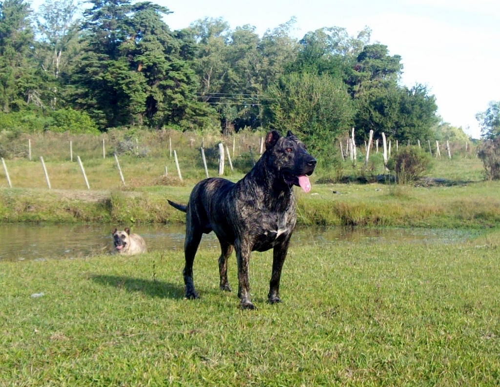 Cimarrones De Fierro