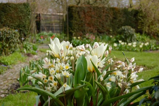 White tulips for naturalizing.