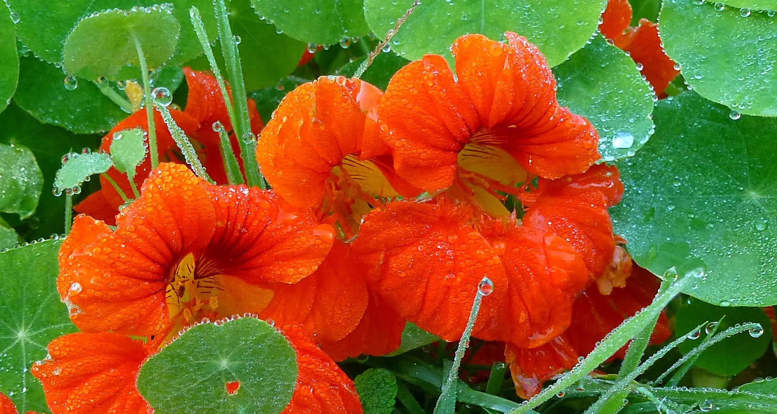 Living the life in Saint-Aignan: Nasturtium flowers