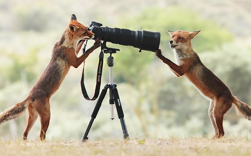 White Wolf : Talented foxes steal a camera to take photographs of each ...