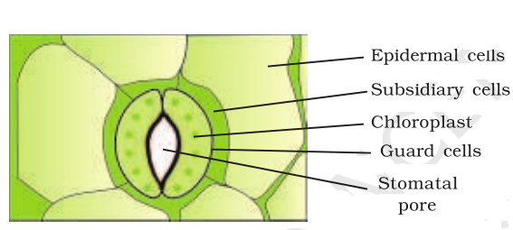 CLASS 11th CHAPTER -6 Anatomy of Flowering Plants |Biology | NCERT ...