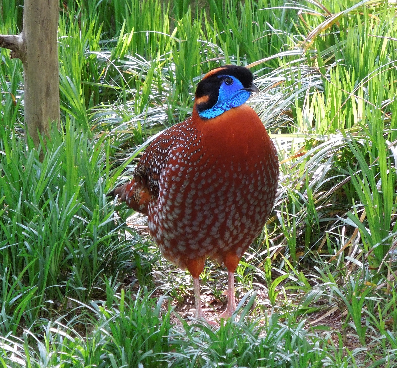 Real Monstrosities: The Blues IV