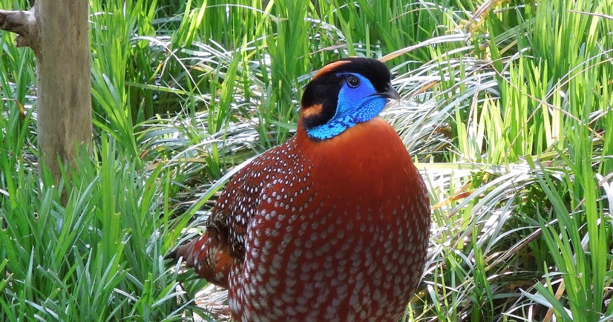 Real Monstrosities: The Blues IV