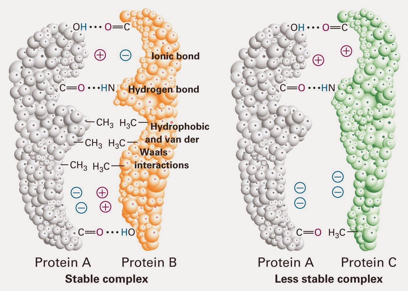 Propanona: Complementariedad molecular.