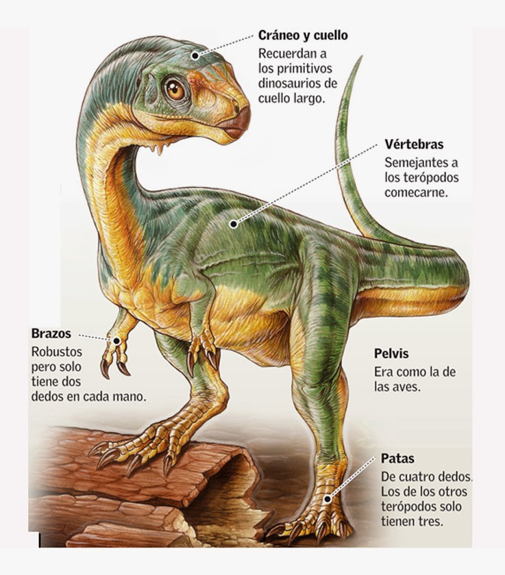 Fundacion Dinosaurios Cyl: Brazos del chilesaurio eran similares a los ...