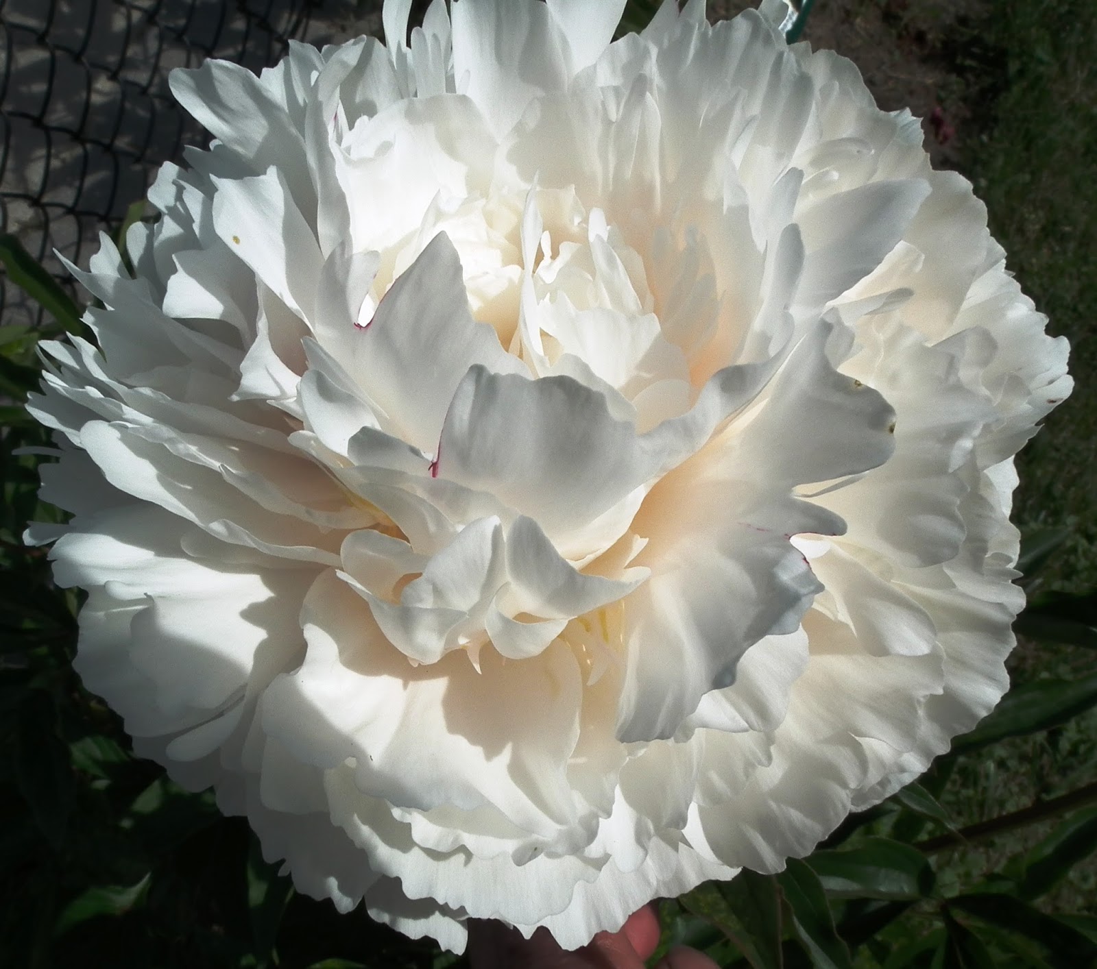 Peonies: Fifth Week of Peony Blooms June 13 to 19th