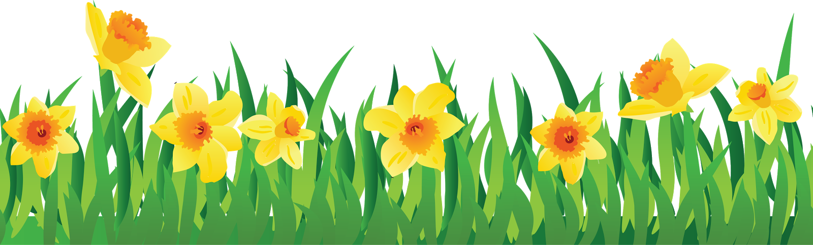 ForgetMeNot: daffodils