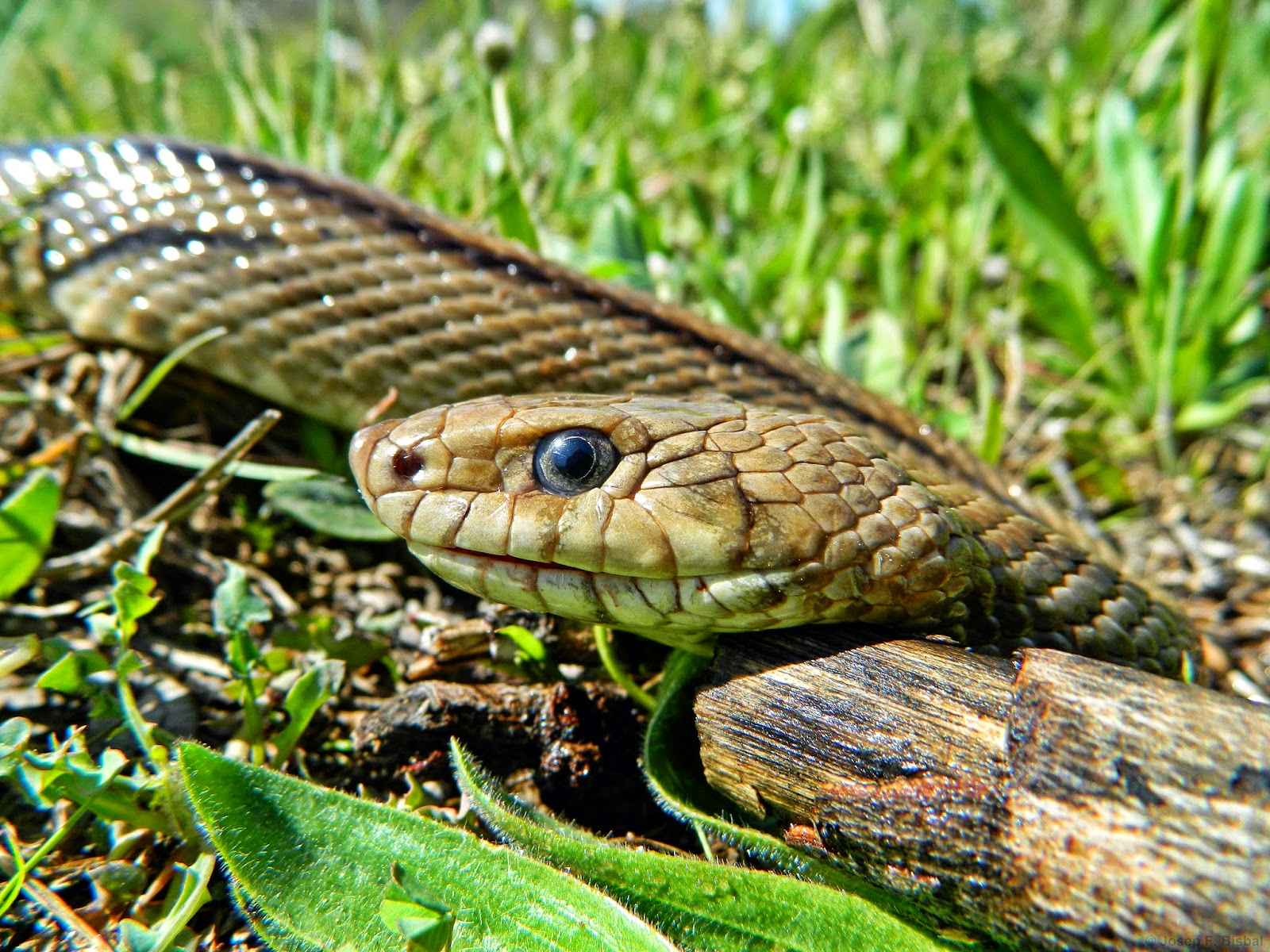 Sargantanes i Dragons: Zamenis scalaris - Serp ratllada