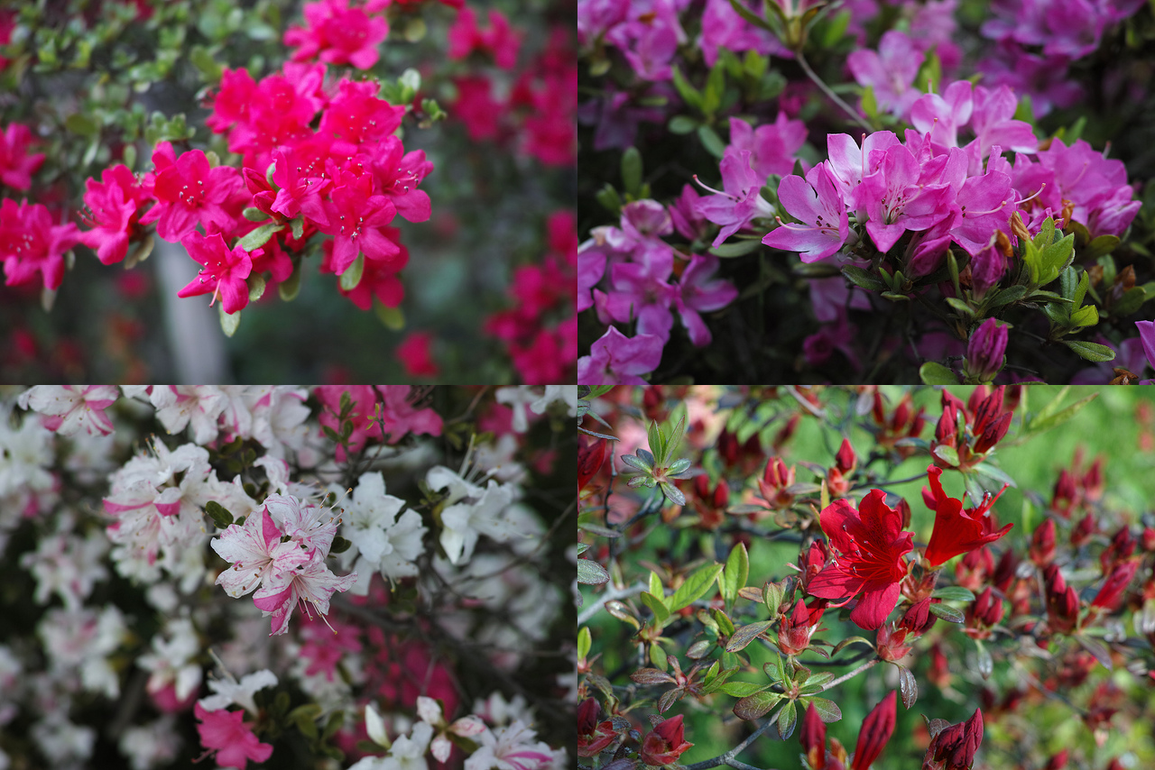 taka8aru: DP2 Merrillで、つつじ