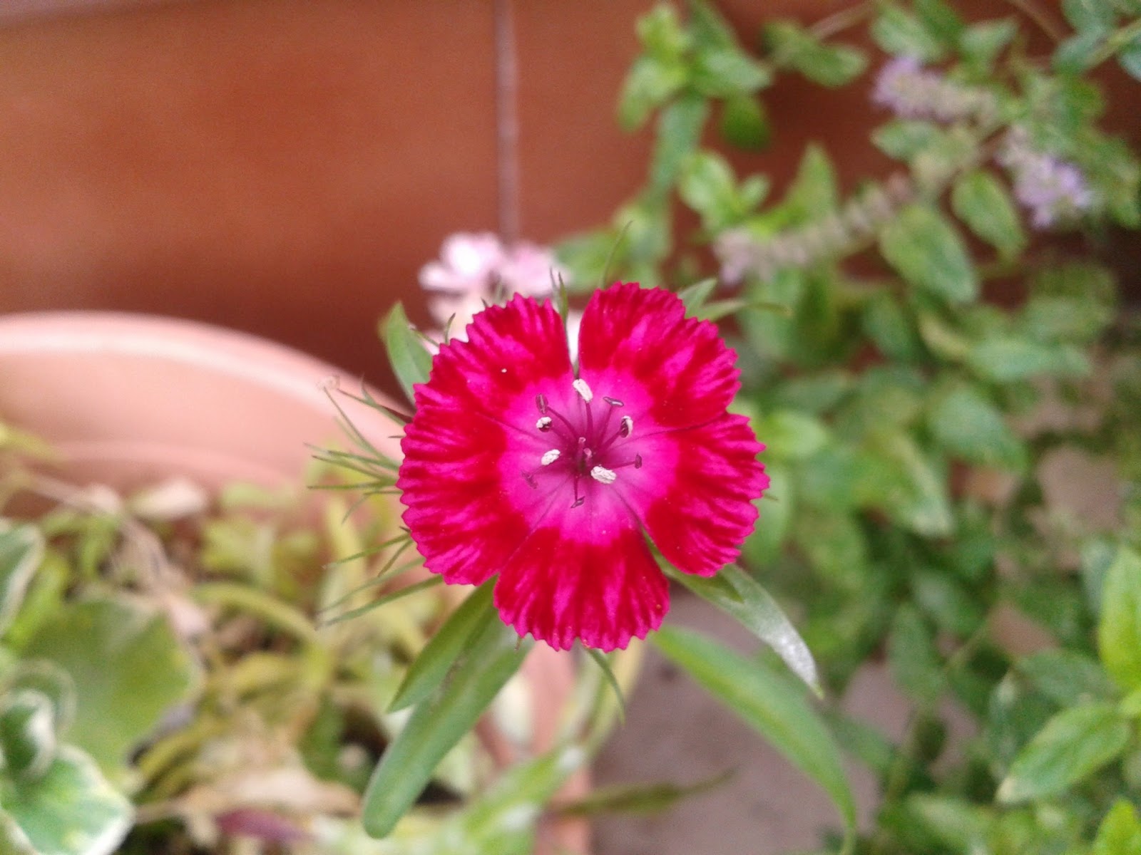 Mil flores: Clavel del Poeta "Galantería"