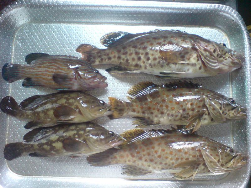 Profile : Frozen Gouper Supplier - Grouper Fish Farming indonesia ...