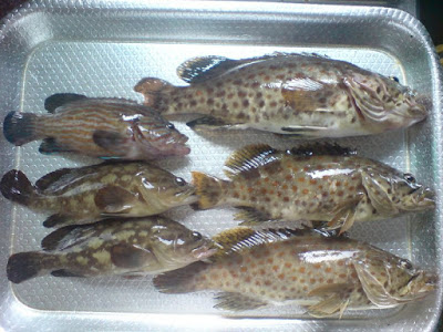 Profile : Frozen Gouper Supplier - Grouper Fish Farming indonesia ...