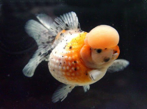 Mas Koki Sisik Mutiara | Budidaya Ikan | Ikan Hias | Resep Ikan ...