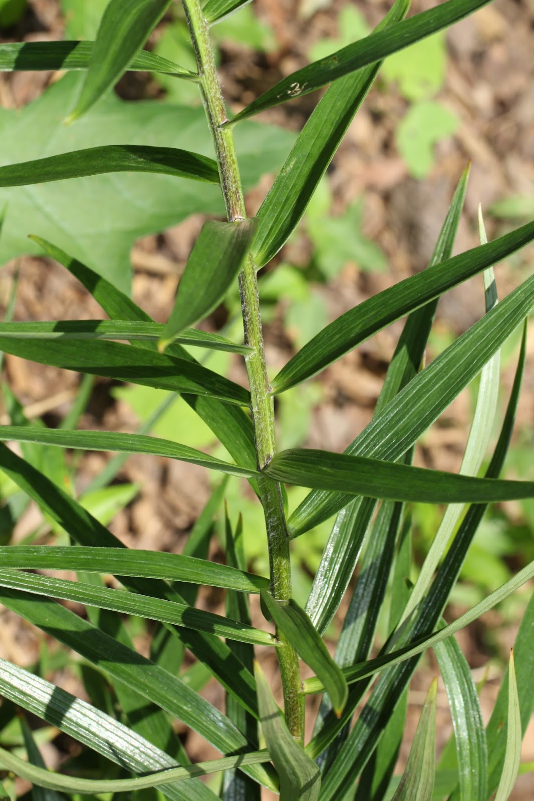 Tiger Lily Plant Leaves