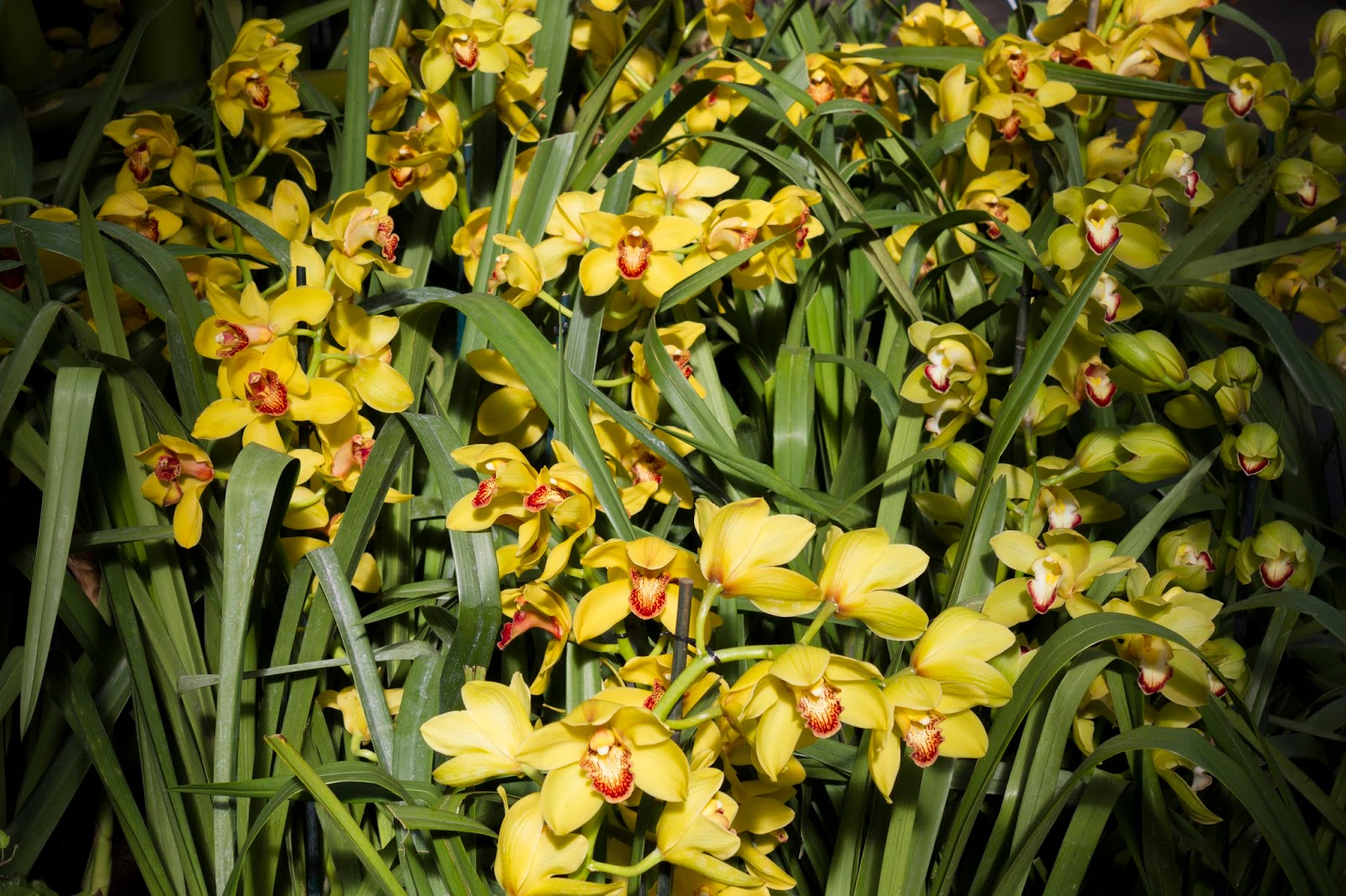 Maria's Orchids: 2018