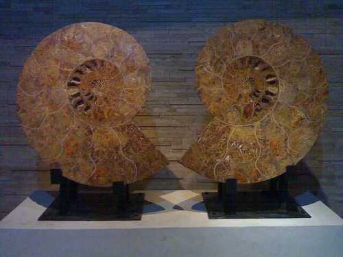 Museum Kerang Pertama di Indonesia - Planet Kentir | Berita Unik ...