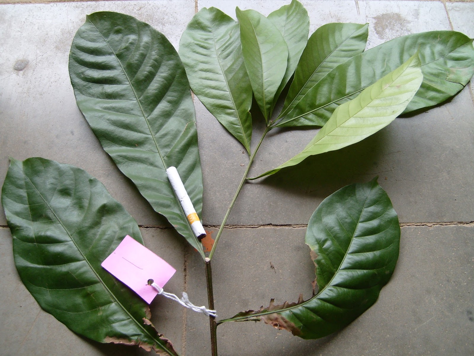 All New Blog ~: ~Dendrologi : Famili Fagaceae~