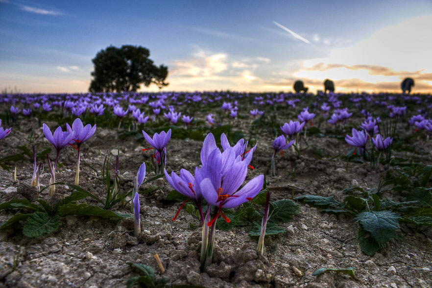 Windmills Of Your Mind: Greek saffron fields --Krokos Kozani