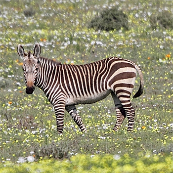 Mountain Zebra - True Wildlife Creatures
