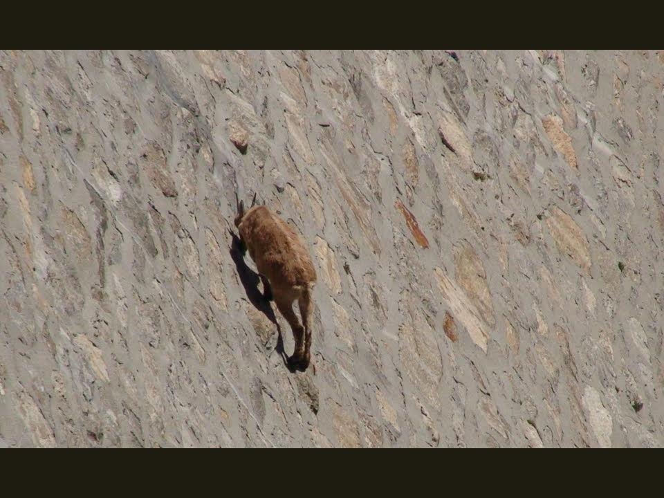 CLASA NOASTRĂ: [ FOTO ] CAPRA DE MUNTE