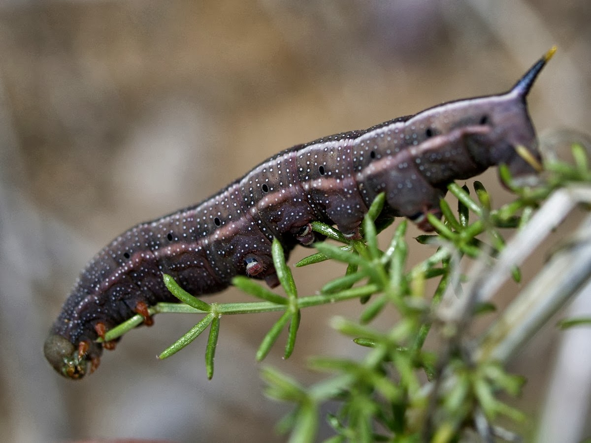 Species of UK: Week 30: Hummingbird Hawk-moth (‘Macroglossum stellatarum’)