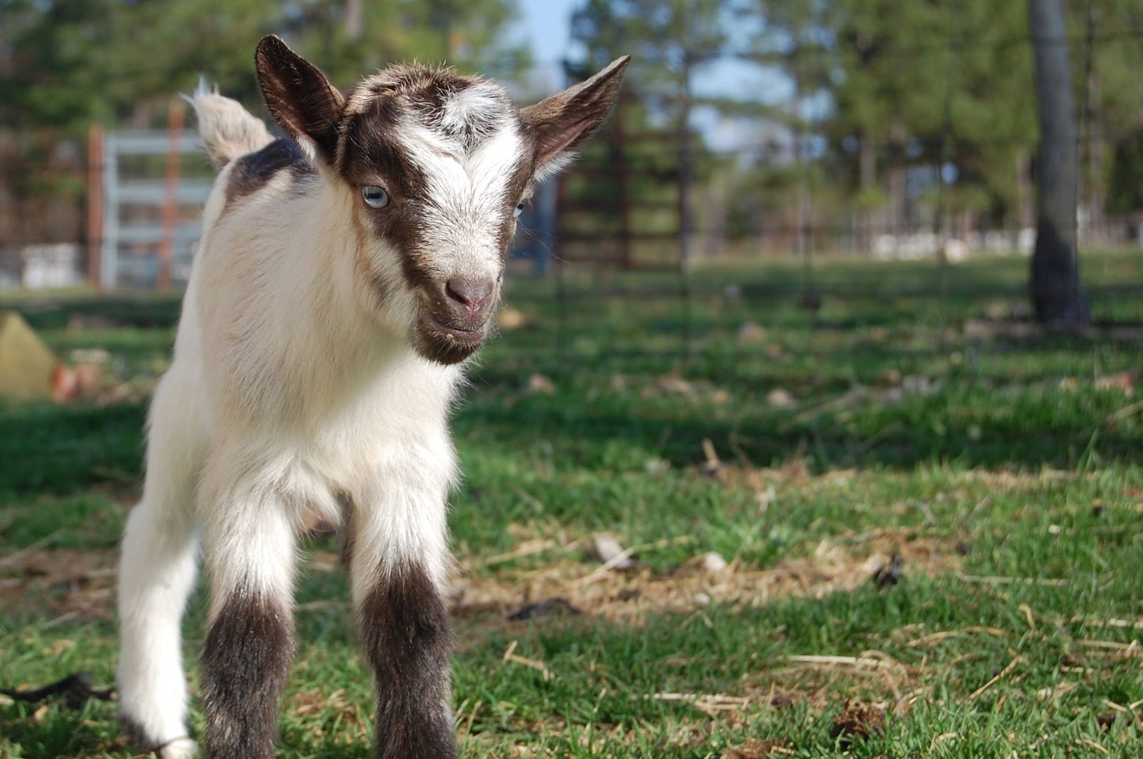 My Life as a Ranch Girl: Mini Alpine kids